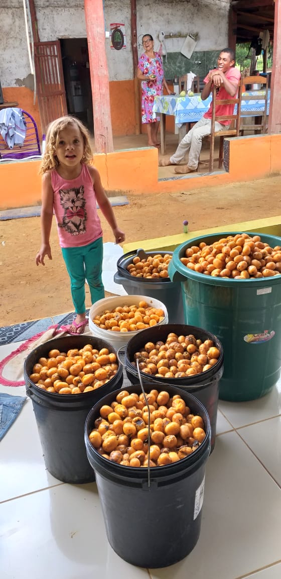 Cajá: fruta de época, cheiro tentador e rica em vitaminas | Folha do ...